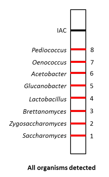 Wine Spoilage – Microbiologique